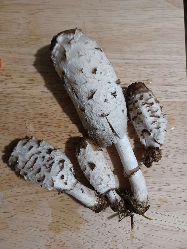 Late Fall Mushroom Hunting - Rebecca Lexa, Naturalist