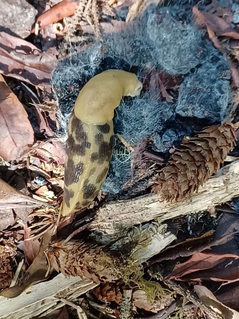 Hold That Salt! Native vs. Invasive Slugs and Snails - Rebecca Lexa ...