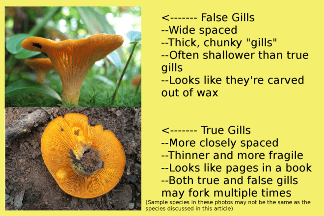 How To Identify Yellowfoot Mushrooms - Rebecca Lexa, Naturalist