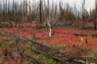 How to Identify Fireweed - Rebecca Lexa, Naturalist