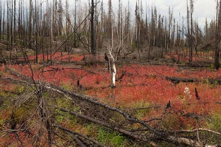 How to Identify Fireweed - Rebecca Lexa, Naturalist