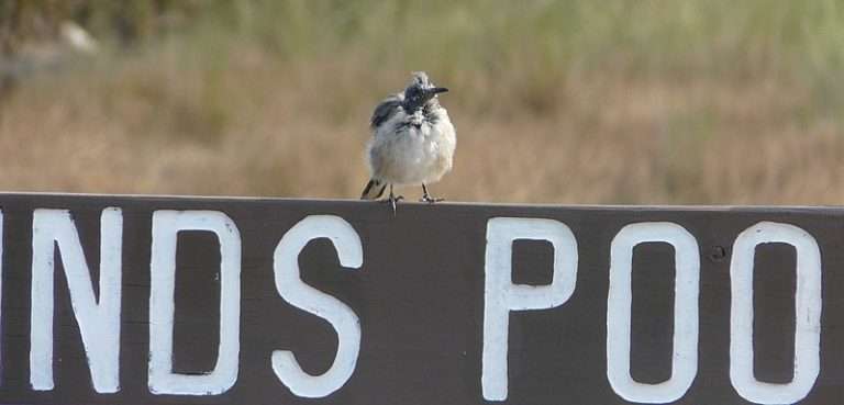Why Have All the Birds Stopped Singing? - Rebecca Lexa, Naturalist