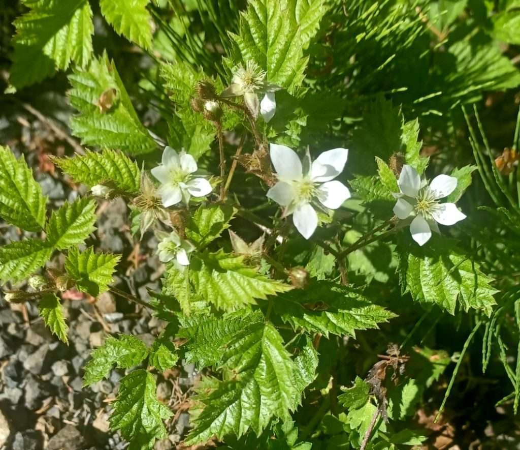How to Identify Trailing Blackberry - Rebecca Lexa, Naturalist