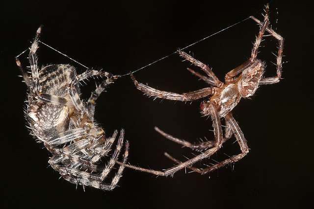 How to Identify Cross Orbweaver Spiders - Rebecca Lexa, Naturalist