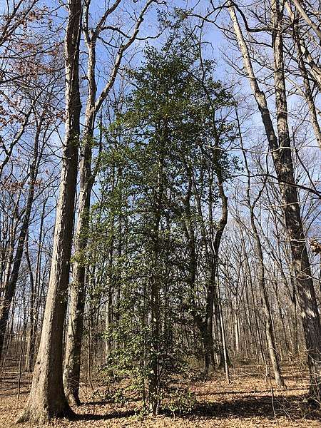 How to Identify American Holly - Rebecca Lexa, Naturalist