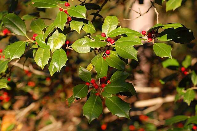 How to Identify American Holly - Rebecca Lexa, Naturalist
