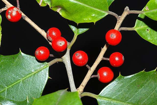 How to Identify American Holly - Rebecca Lexa, Naturalist