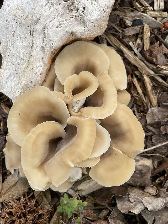Shoehorn Oyster Mushroom