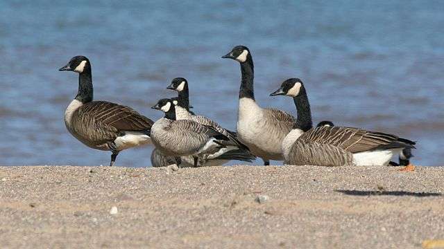 How to Identify Cackling Geese - Rebecca Lexa, Naturalist