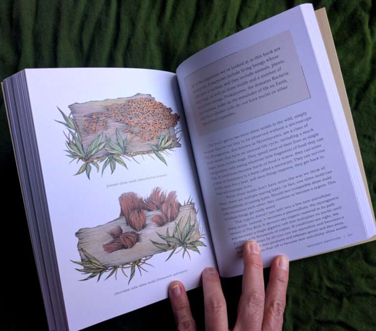 The Everyday Naturalist: How to Identify Animals, Plants, and Fungi Wherever You Go - Rebecca ...